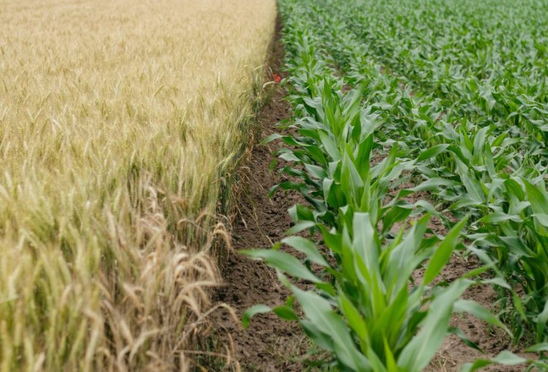 Severe Weather Damages Key Crops - The Food Institute