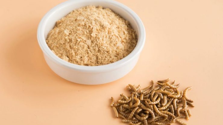 Insect Protein Has Investors Intrigued - The Food Institute