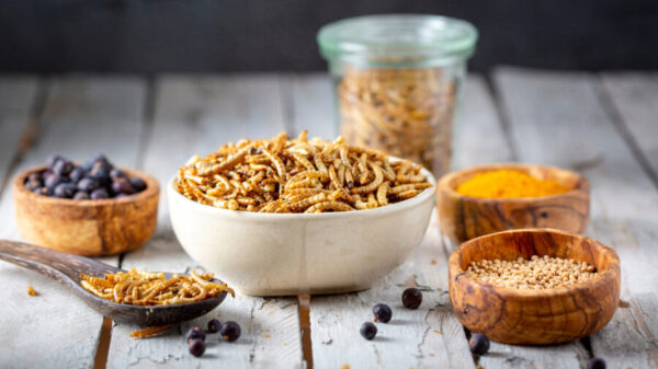 Are Edible Insects the Future of Alternative Protein?