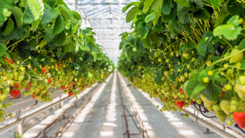 Navigating the Future of Controlled Environment Agriculture (CEA) - The ...