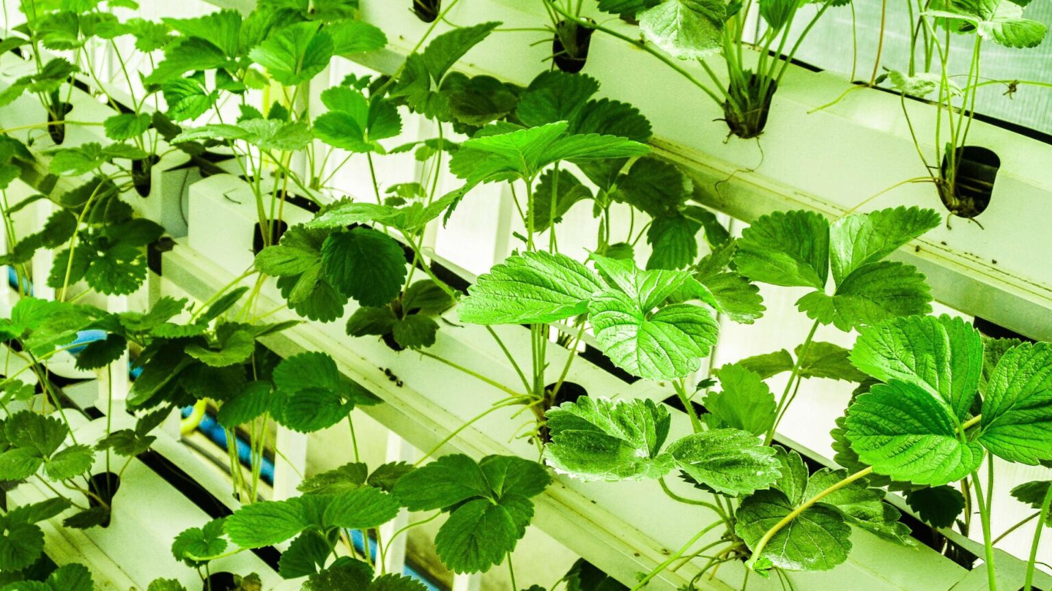 Meat the Future: Cutting-Edge Tech Transforming Meat Processing - The ...