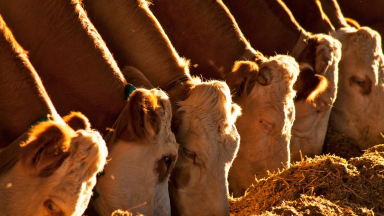 Beef Prices Shock Food Inflation Metrics - The Food Institute