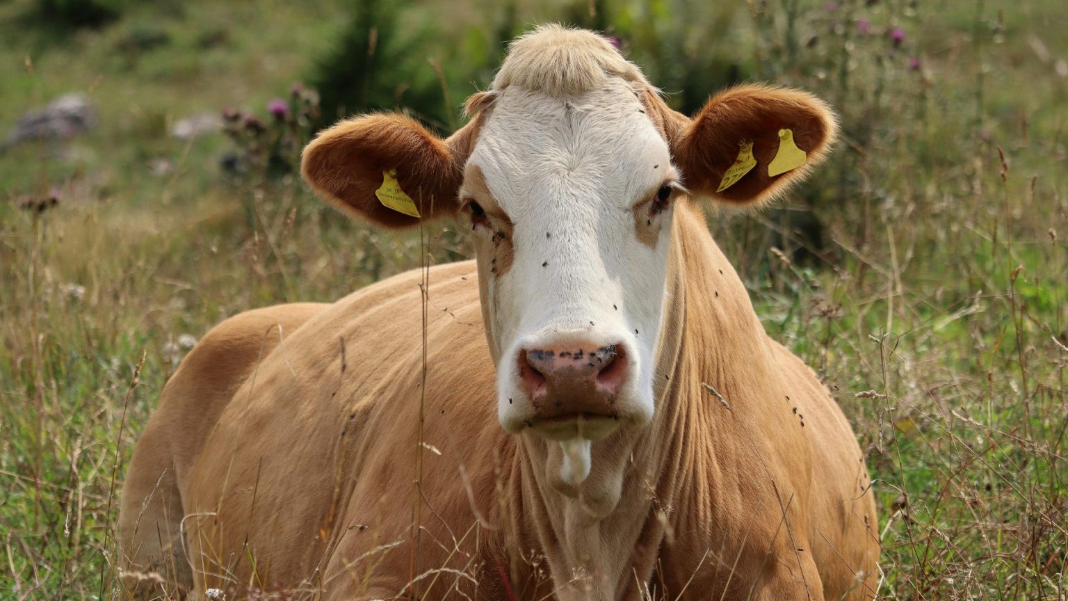 Crops Rotting in Fields With Undocumented Farmworkers Gone - The Food ...